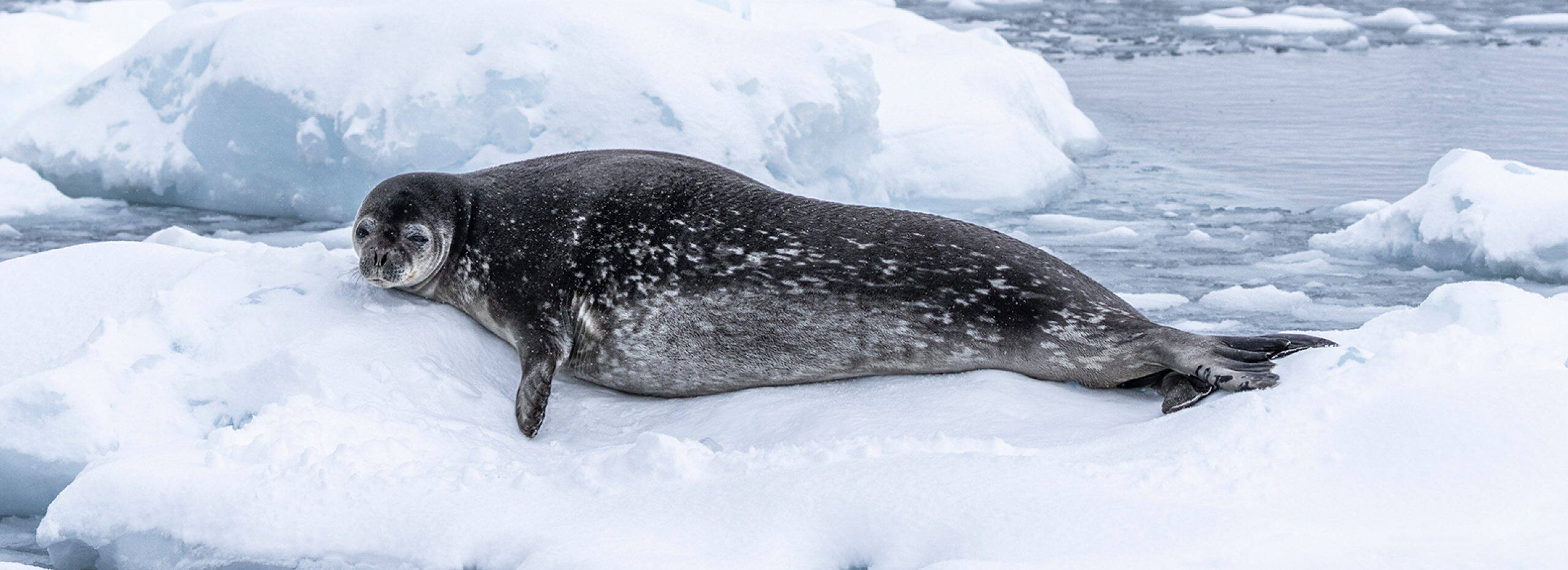 Exploring East Greenland Ice Edge