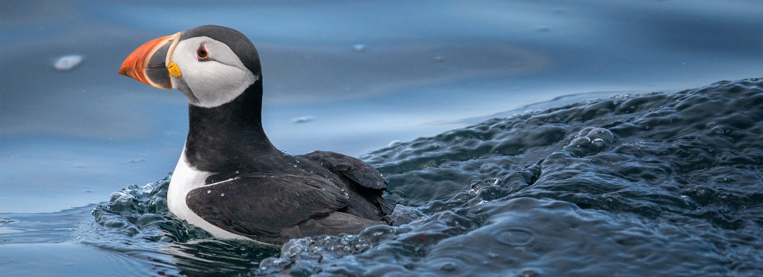 Isle of Runde, Norway