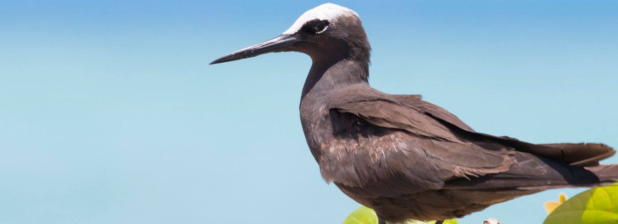 Ducie Island, Pitcairn
