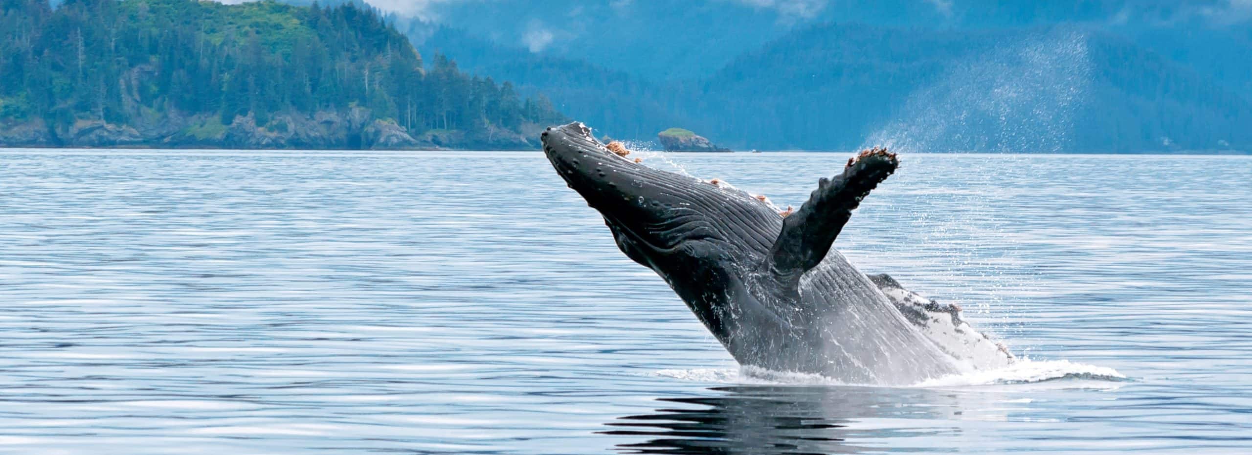 Scenic cruising Whale Channel
