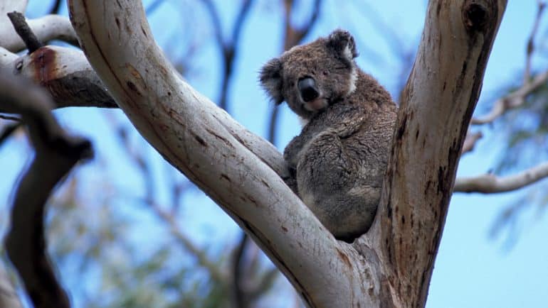 Cruises To Eden, New South Wales, Australia