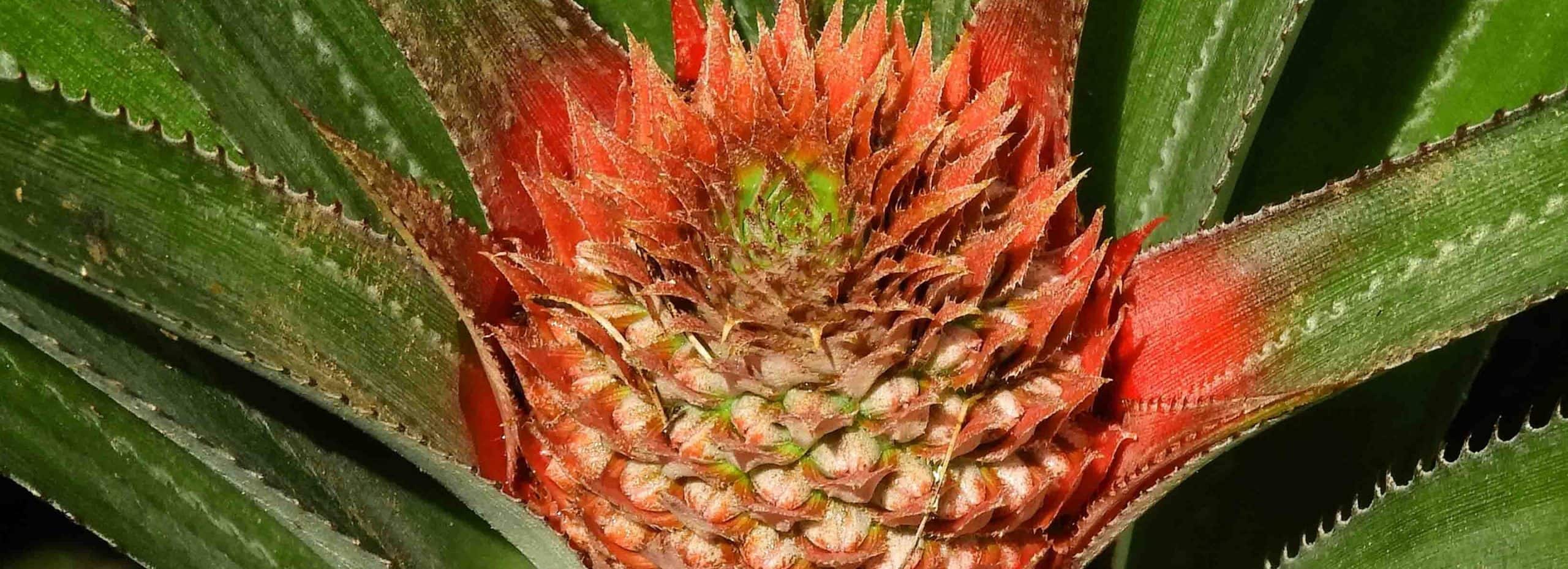 Alotau, Papua New Guinea