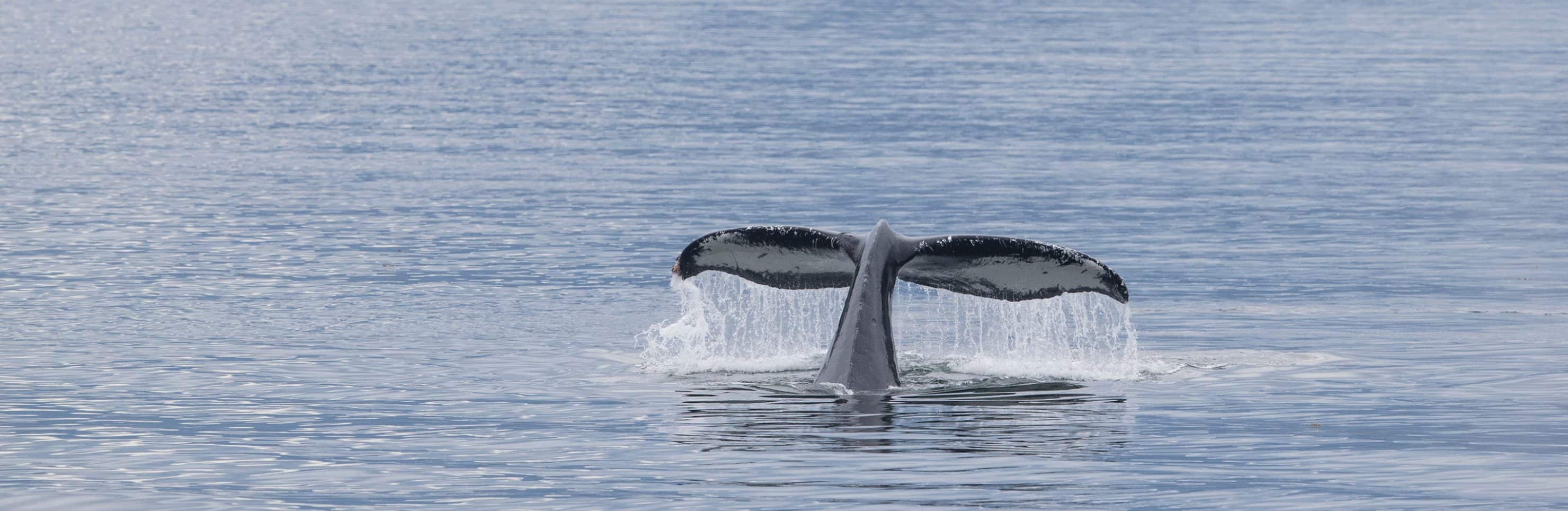 Juneau Goldbelt Tram On Your Own