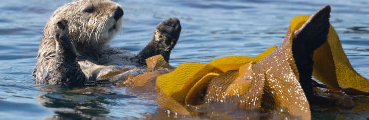 All About Sitka: Russian & Tlingit Heritage Discovery