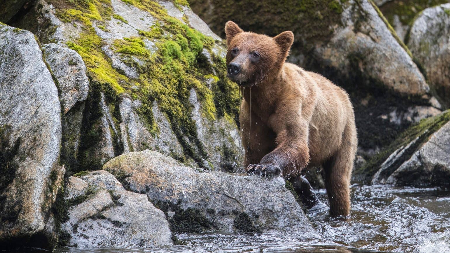 Cruises To Wrangell, Alaska, US