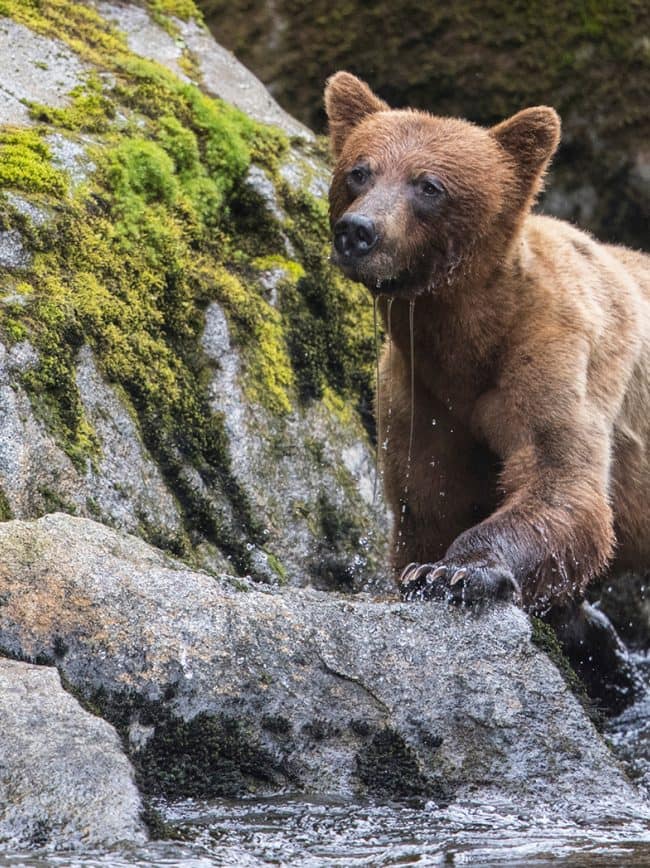 Cruises To Wrangell, Alaska, US