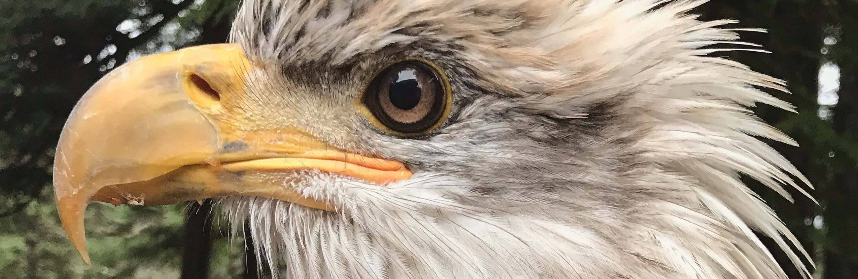 Explore Sitka, Raptor Center & Native Tales