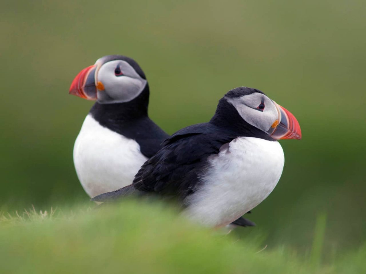 Papey Island, Iceland