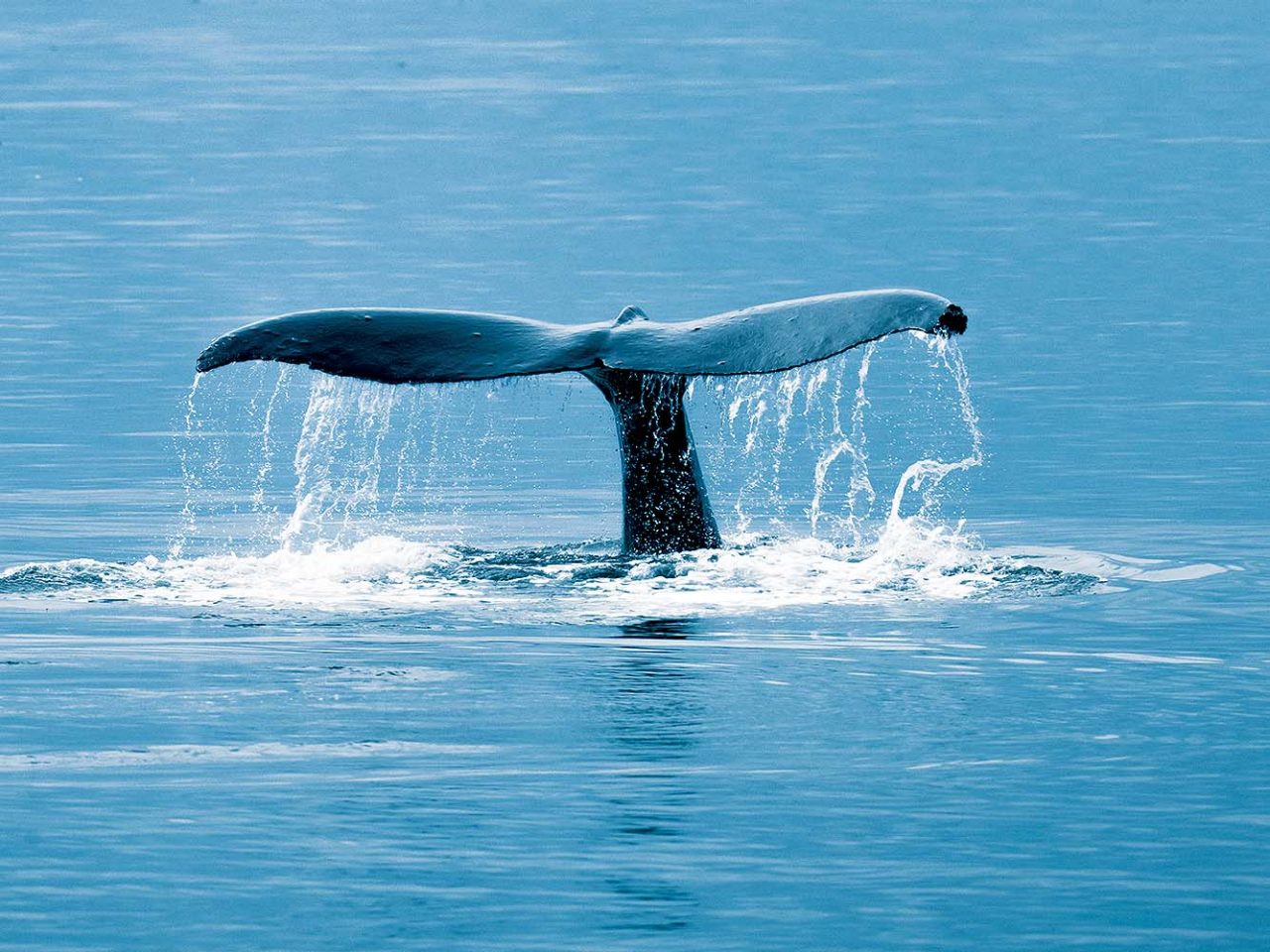 The Legend of Old Tom: Eden's Killer Whale Trail Cruise Tour