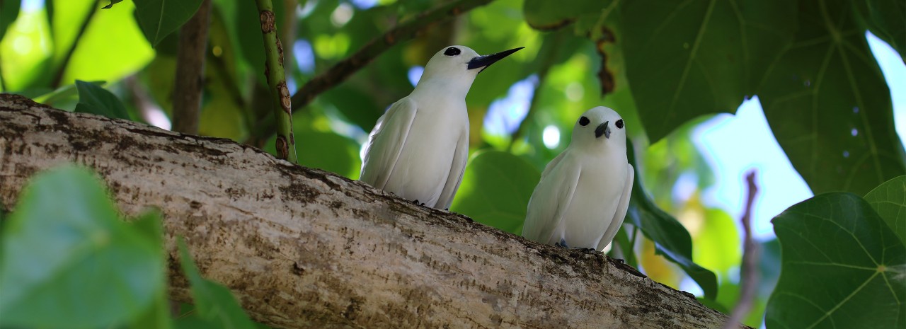 Gaferut Island, Micronesia