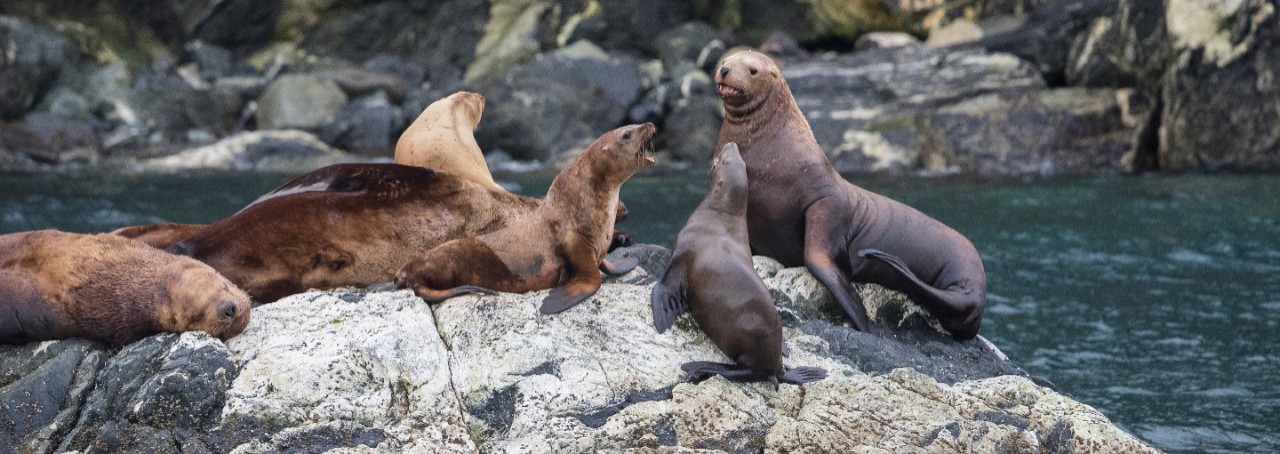 Cruises To Cruising Stephens Passage