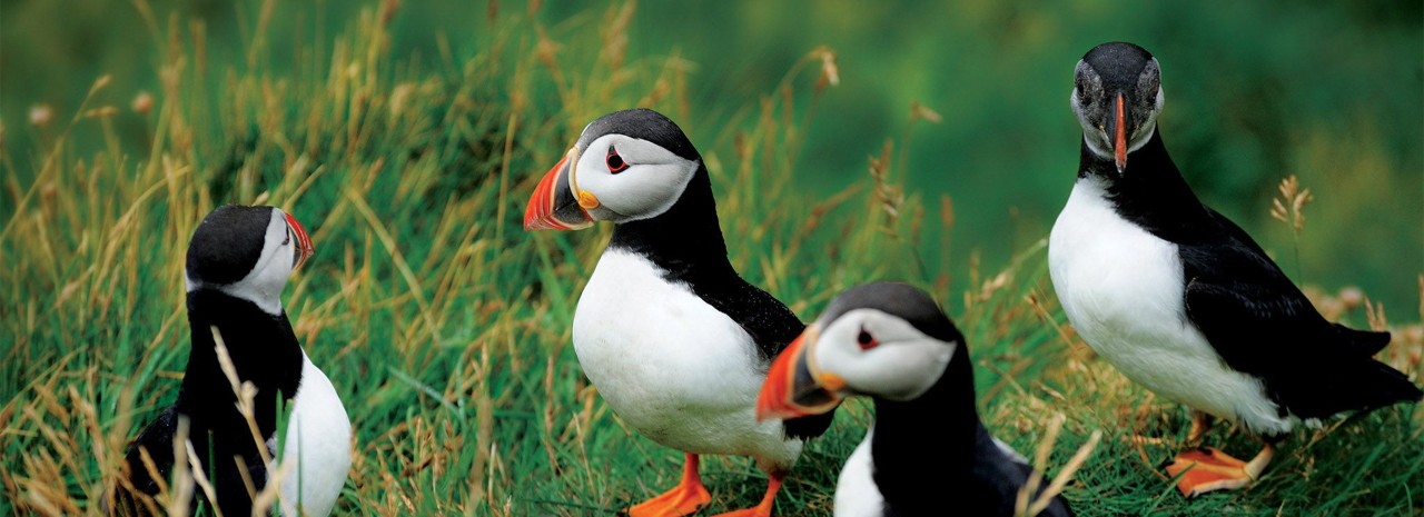 Fair Isle, Shetland Islands, Scotland, UK