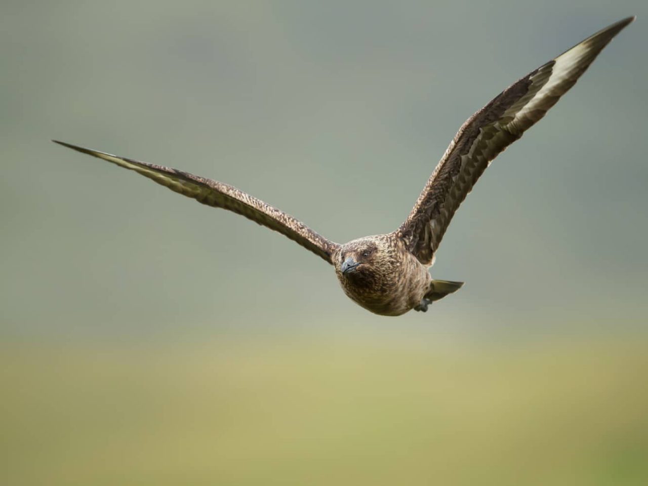 Cruises To Isle of Noss, Shetland Islands, Scotland, United Kingdom
