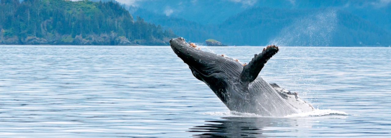 Cruises To Scenic cruising Whale Channel