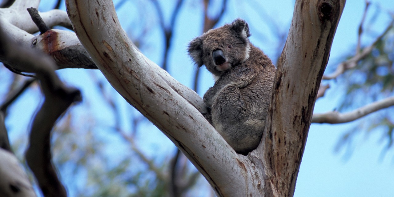 Cruises To Eden, New South Wales, Australia
