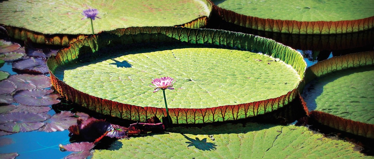 Amazon - Ventures by Seabourn