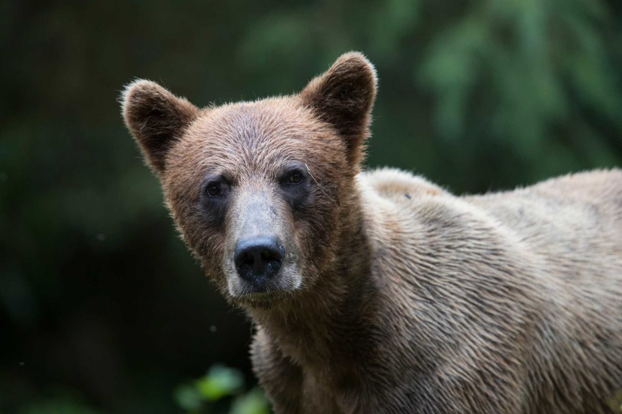 Wild Bears of Anan Cruise Tour