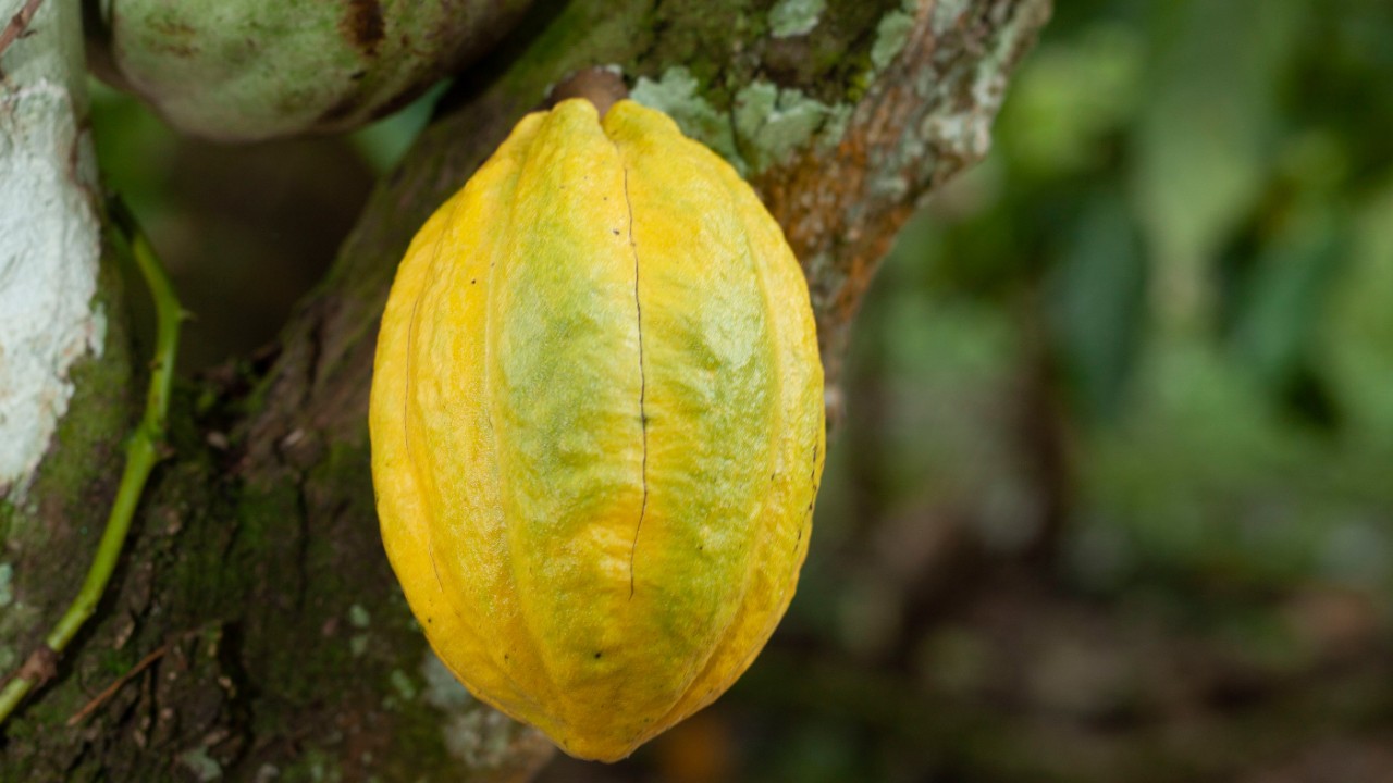 Cocoa Farming Village Cruise Tour